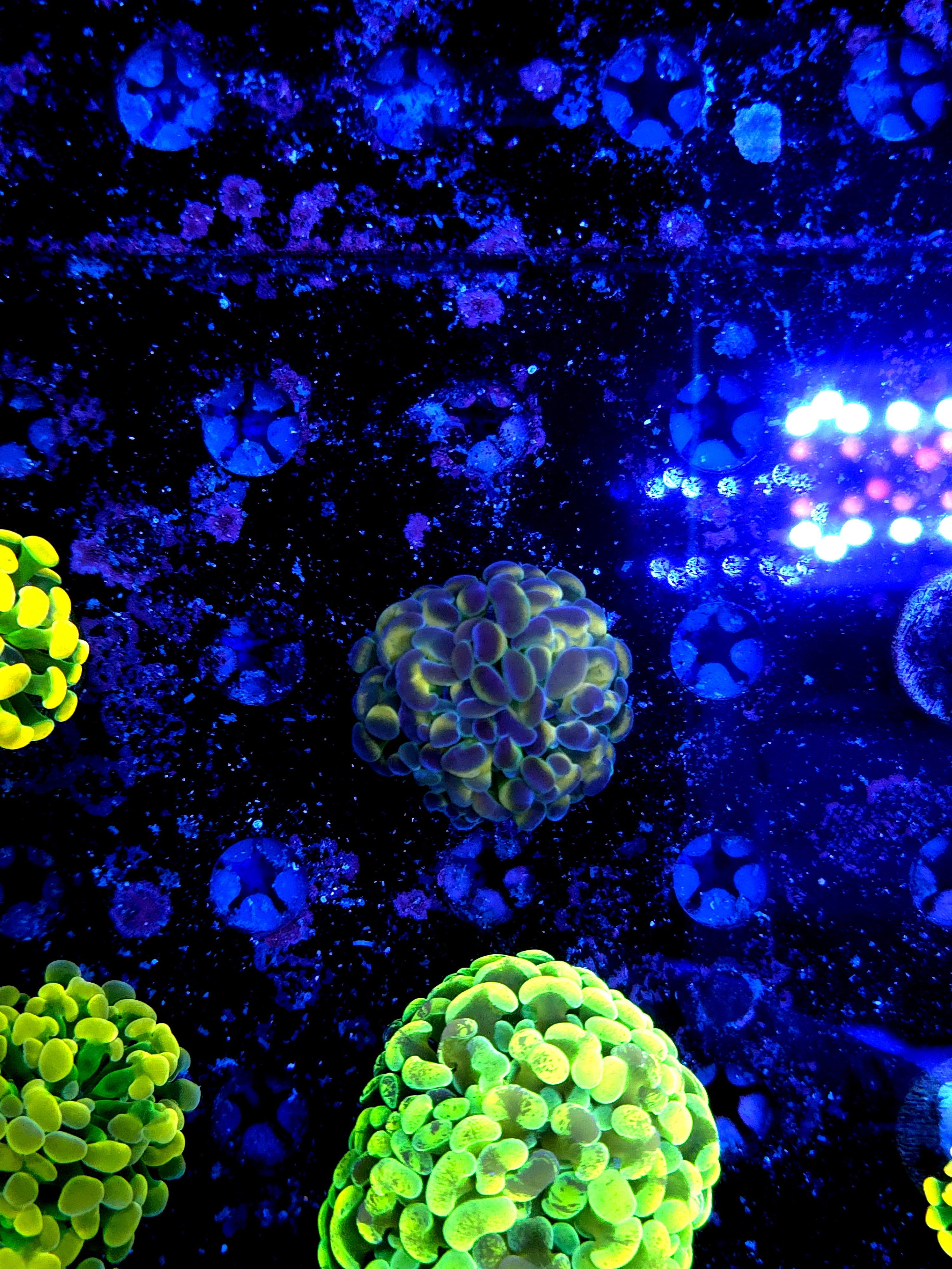 Indo SP hammer – Ocean King Corals