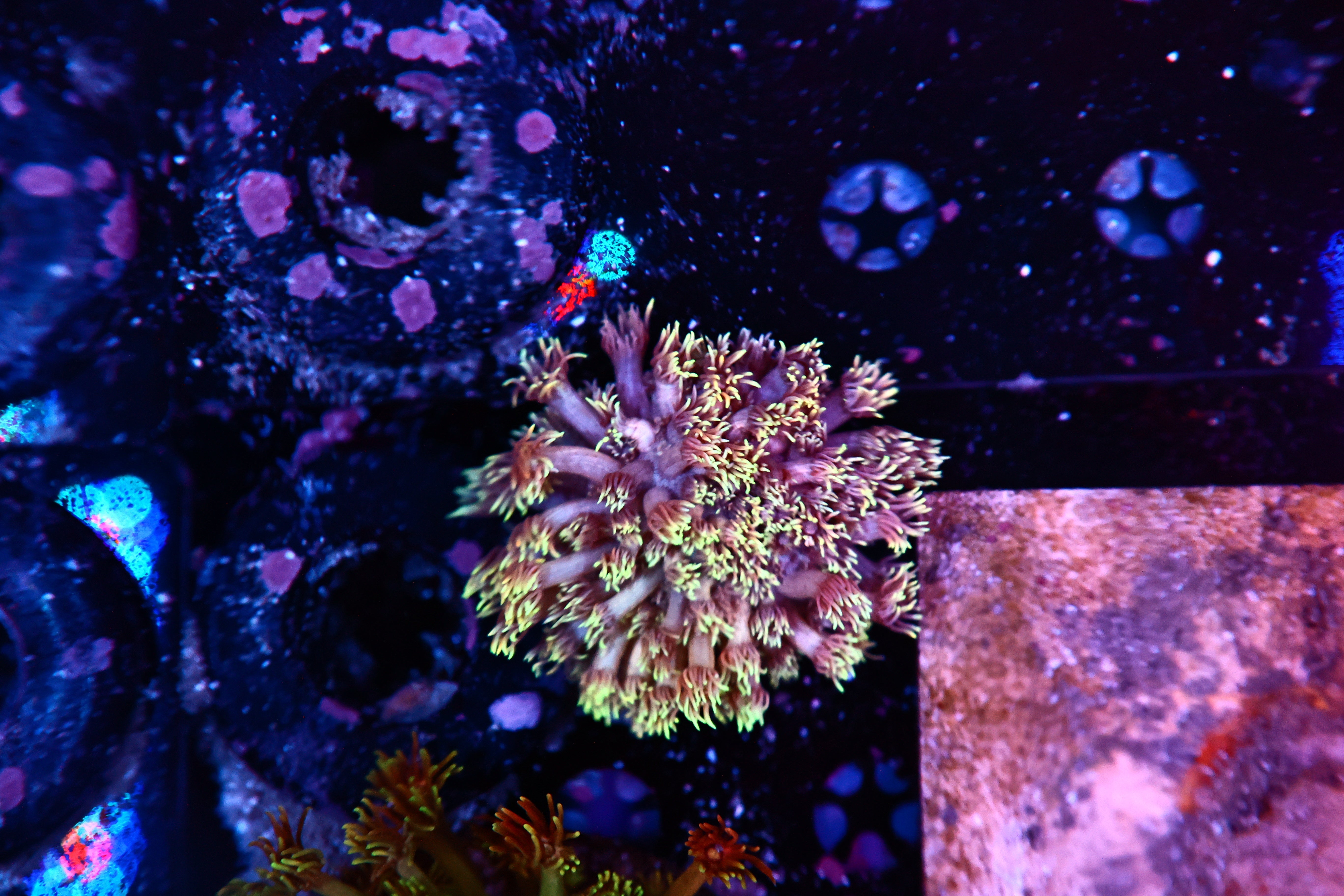 Goni Mini Colony – Ocean King Corals