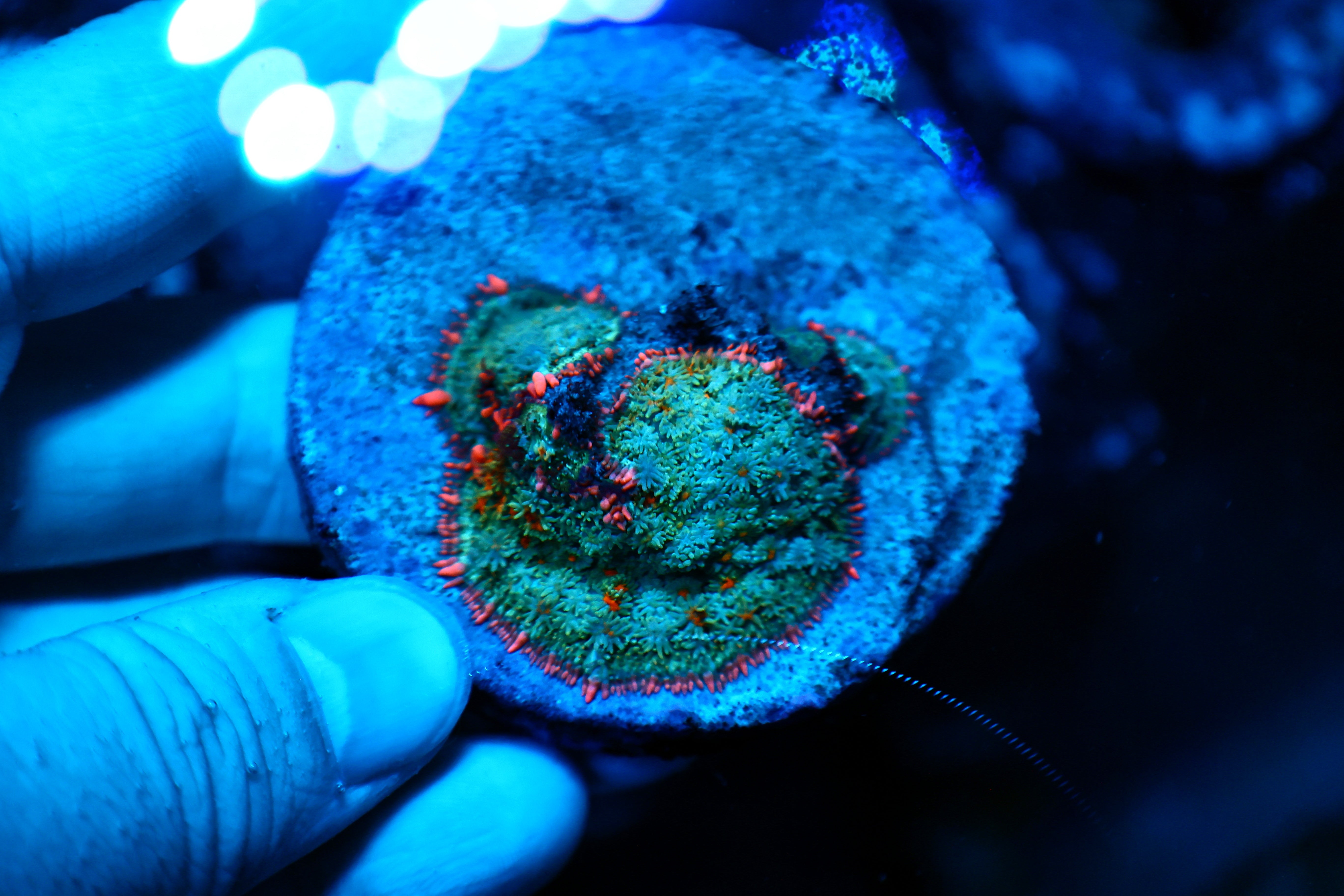 Rainbow Frank with two baby – Ocean King Corals