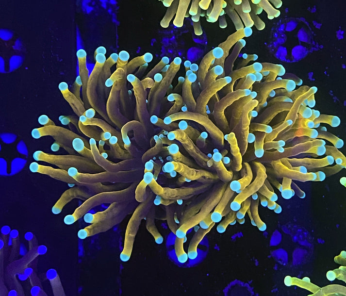 Indo Gold almost double – Ocean King Corals