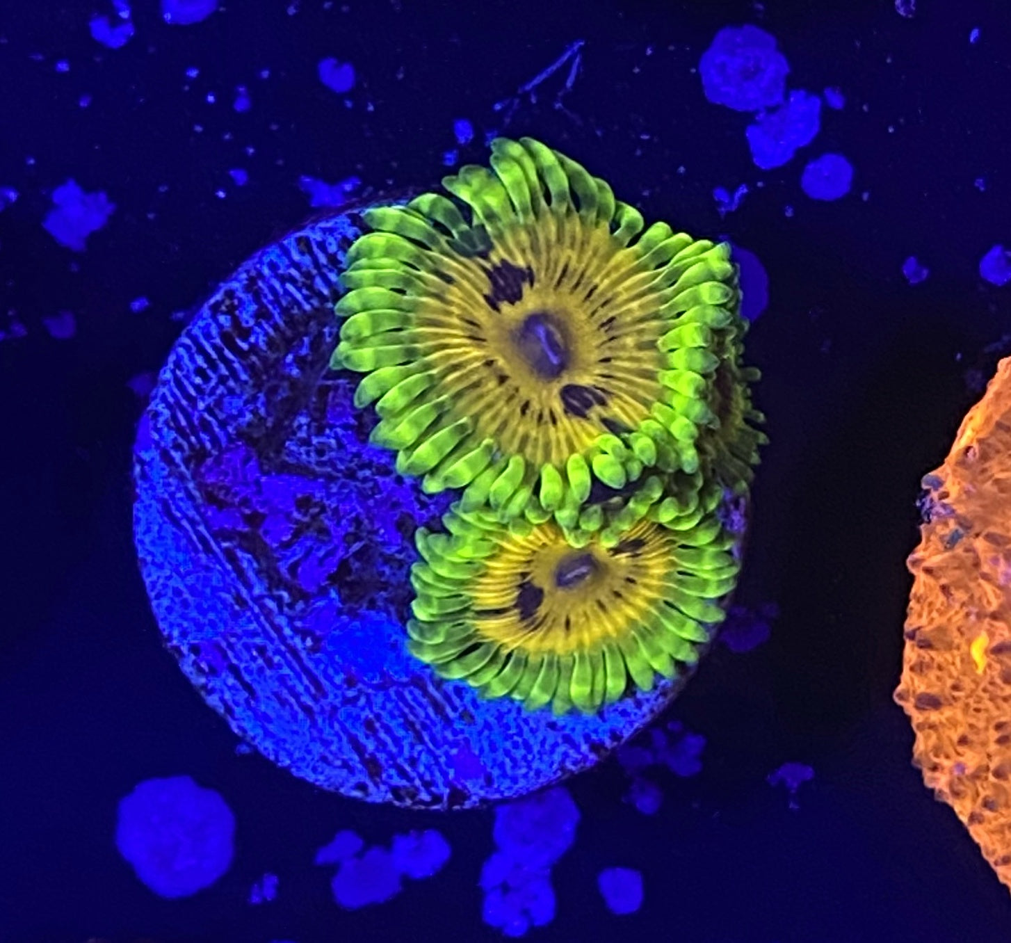 KDR Big bird kermit 3polyp – Ocean King Corals