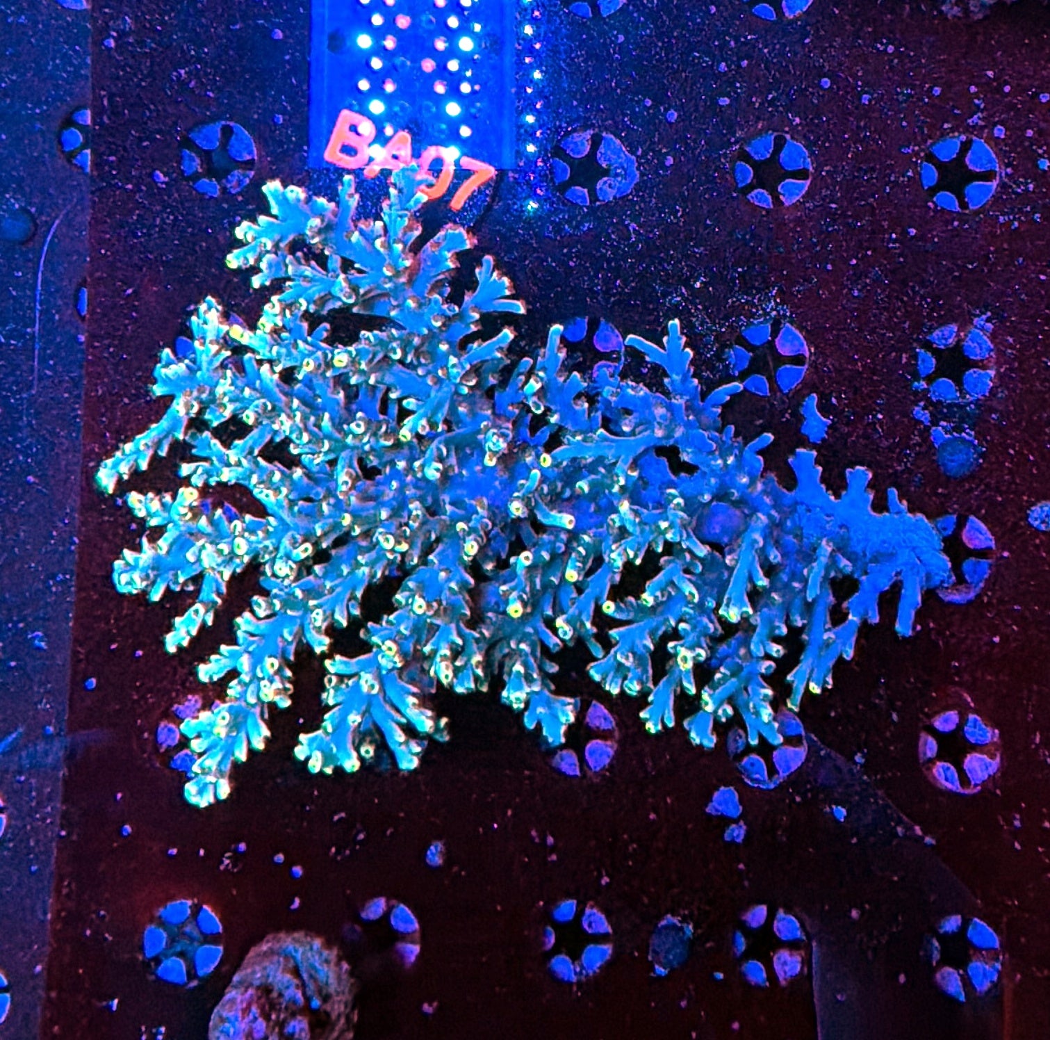 Malay Acro – Ocean King Corals