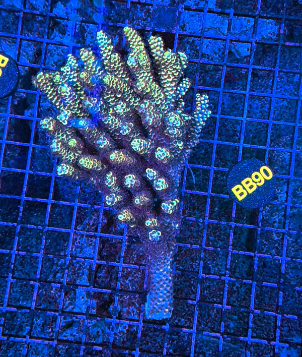 Malay Acro – Ocean King Corals