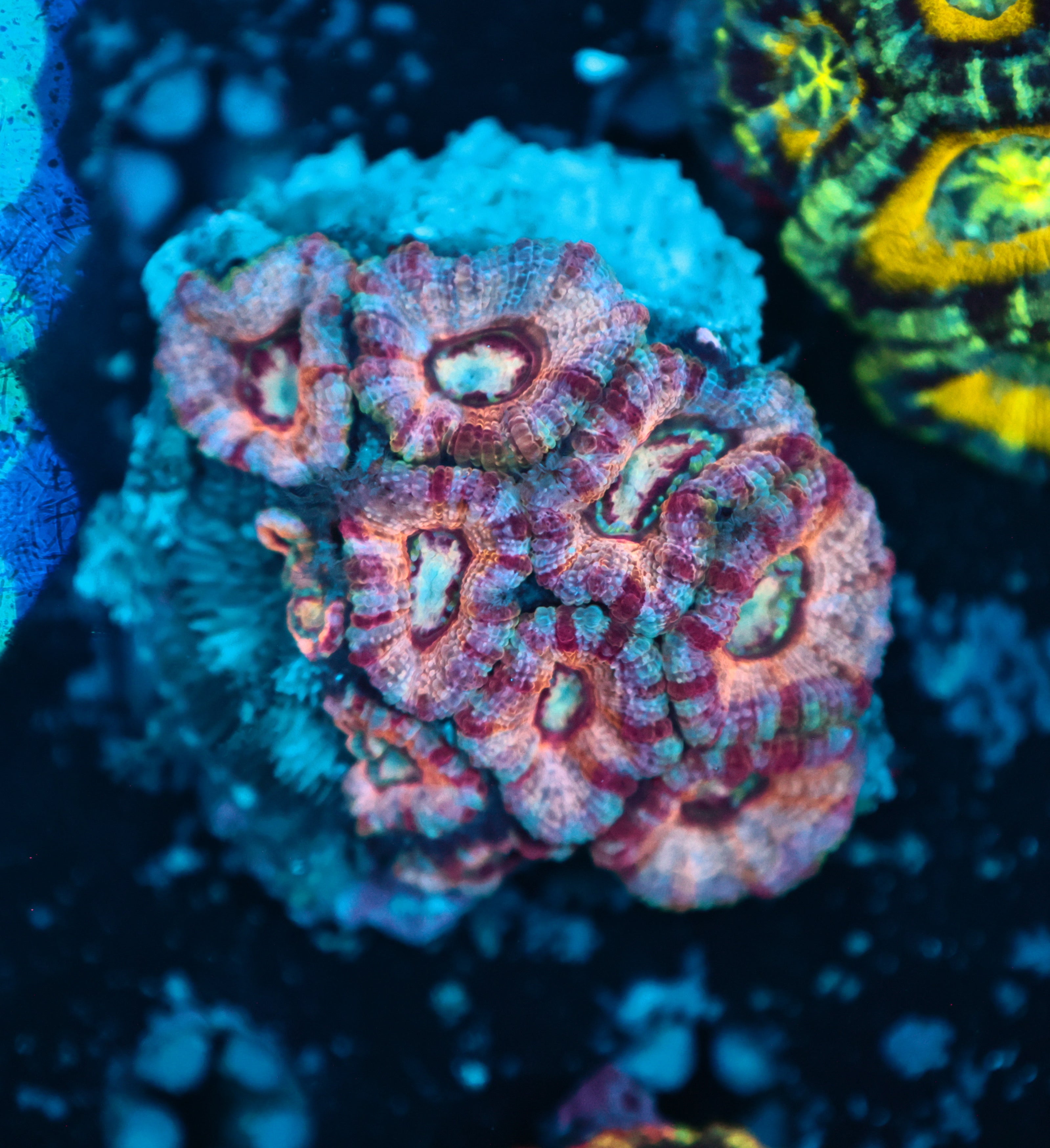 Asian acan S – Ocean King Corals