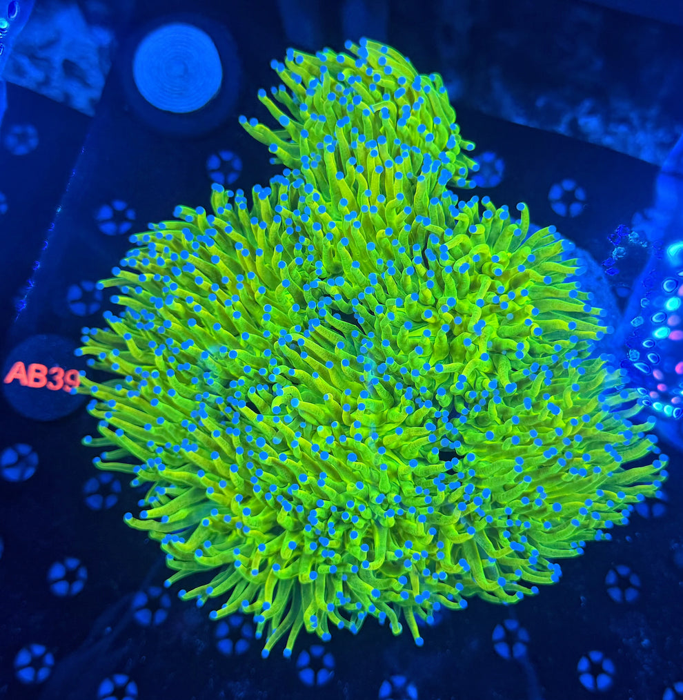 Collector Glitter og hg colony 9+ heads – Ocean King Corals