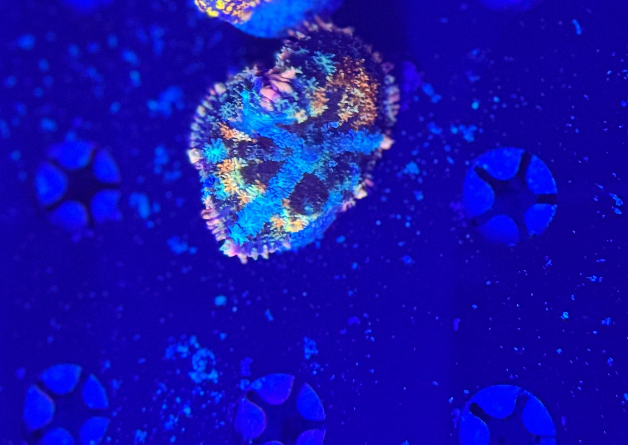 SP rainbow carpet – Ocean King Corals