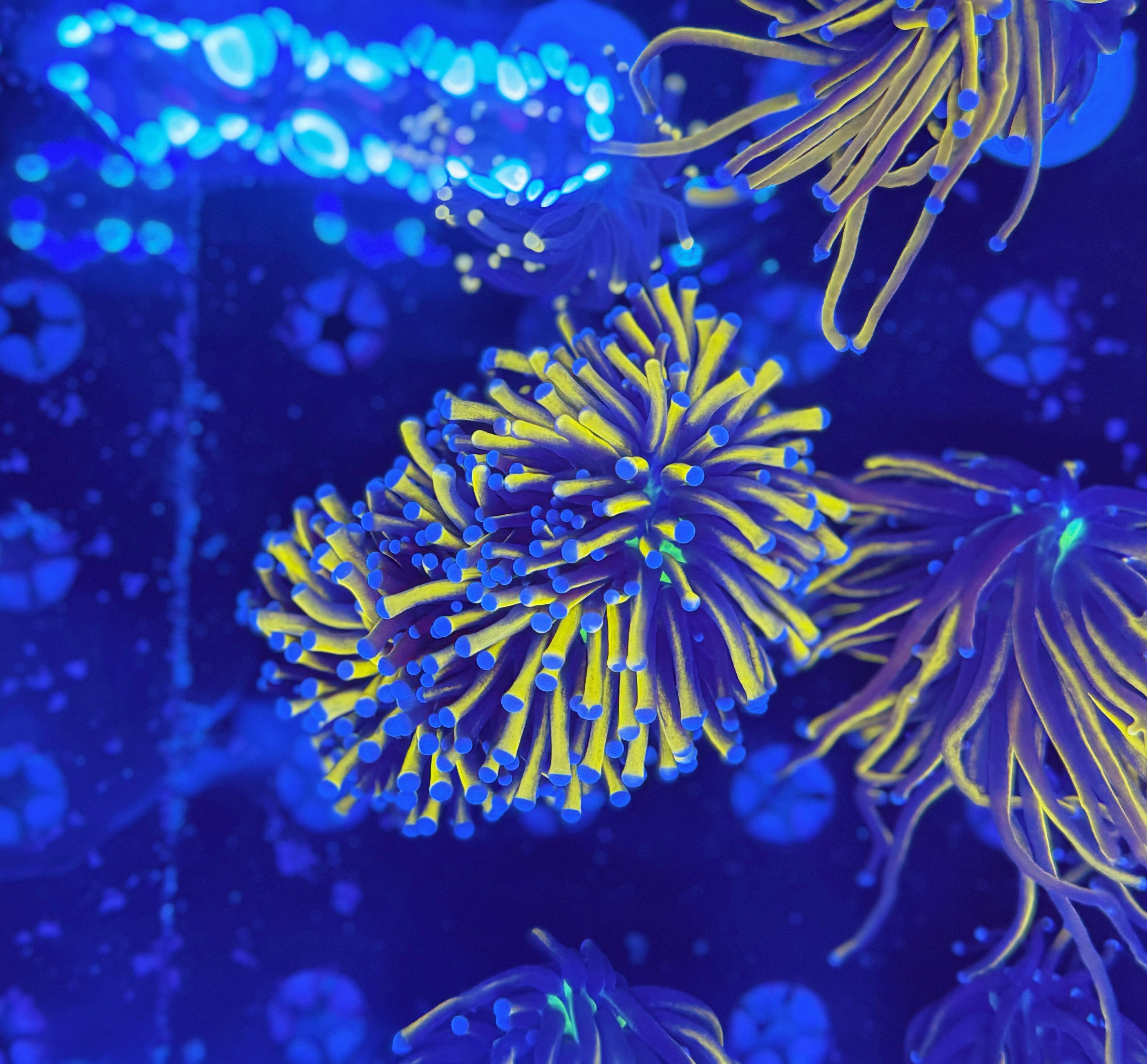 24k / NYK torch (per head NOT WYSIWYG) – Ocean King Corals