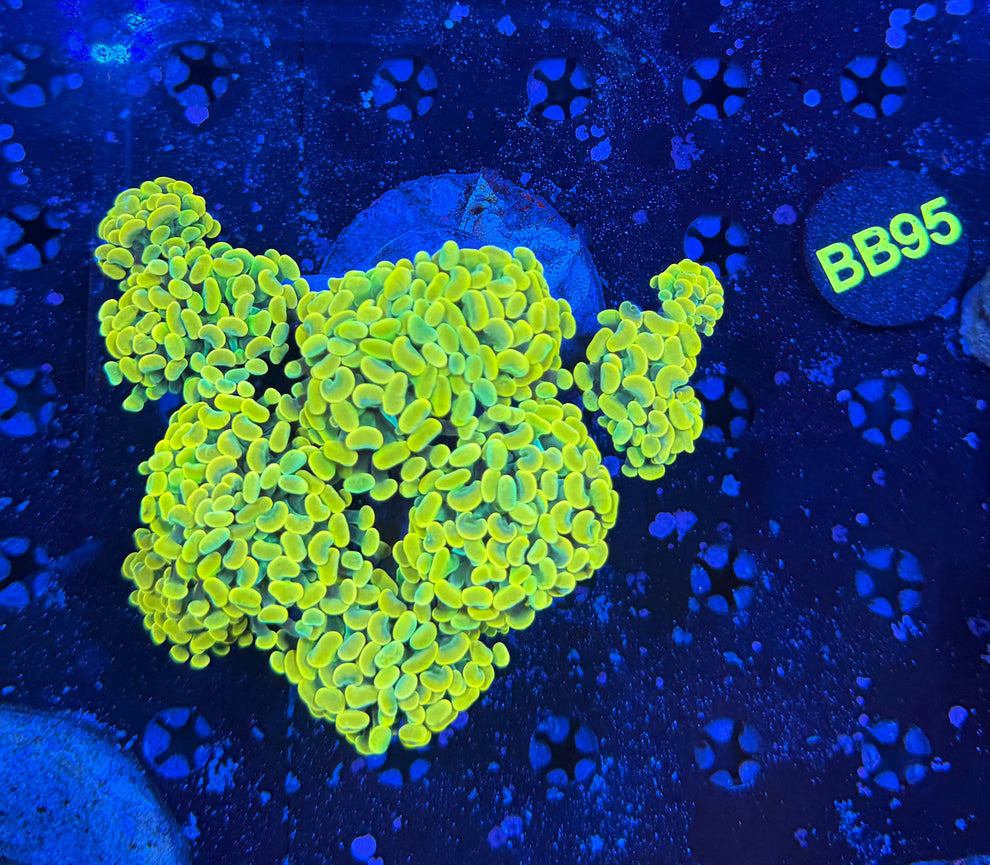 Willy wonka colony – Ocean King Corals