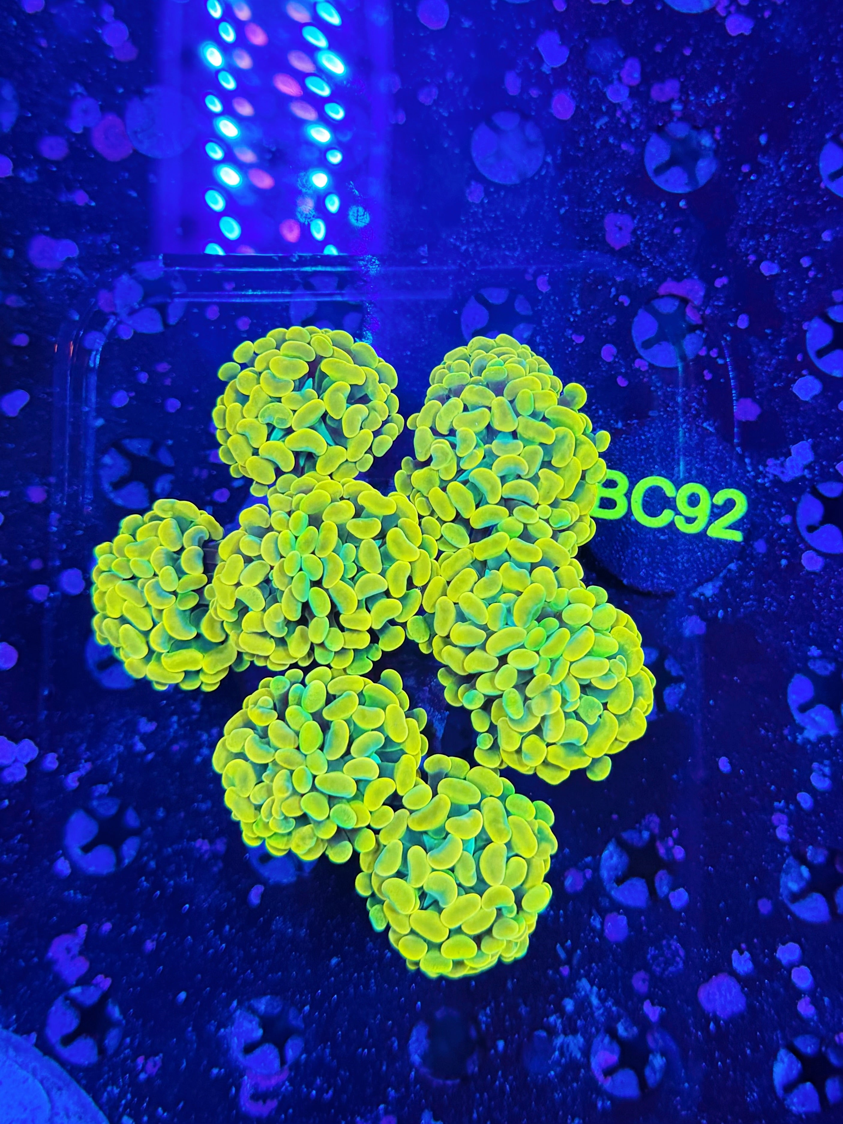 Willy wonka colony – Ocean King Corals