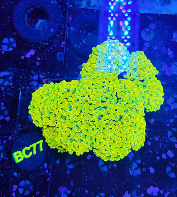 Willy wonka colony – Ocean King Corals