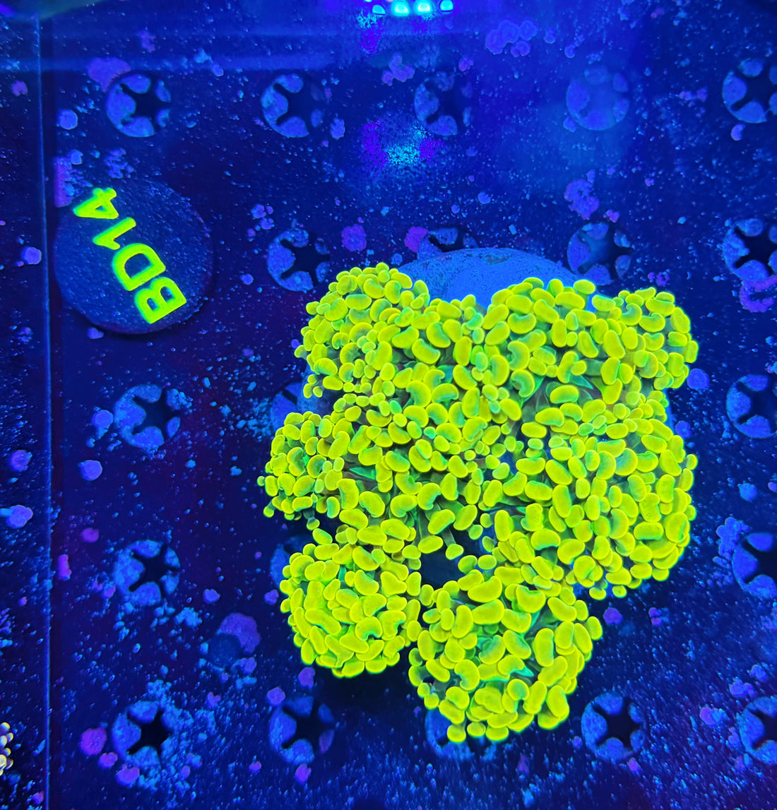 Willy wonka colony – Ocean King Corals