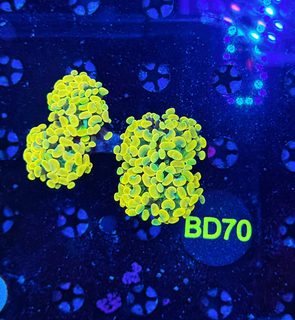 Willy wonka colony – Ocean King Corals