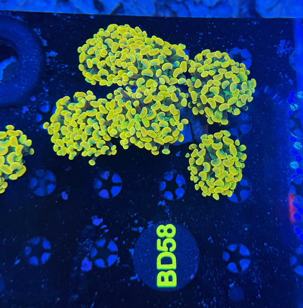 Willy wonka colony – Ocean King Corals