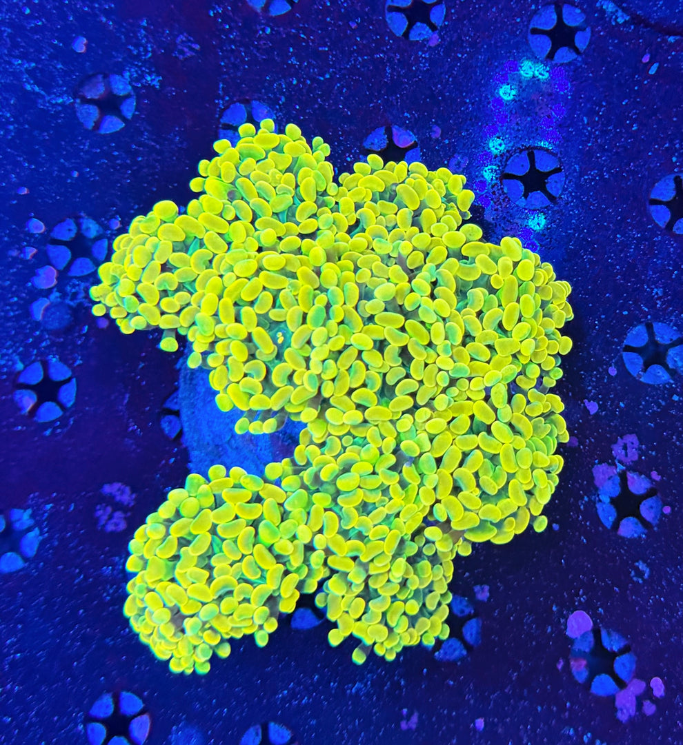 Willy wonka colony XL – Ocean King Corals