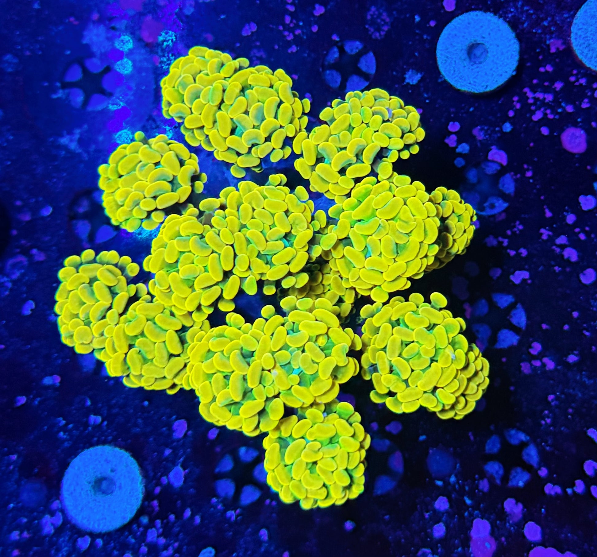 Willy wonka colony XL – Ocean King Corals