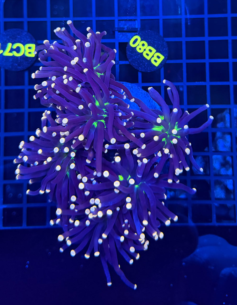 Malay joker colony – Ocean King Corals
