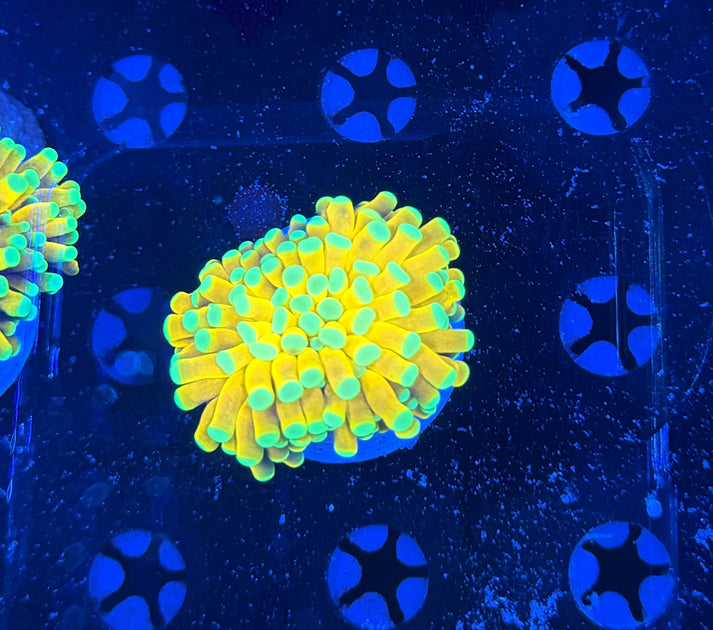 Asian banana – Ocean King Corals