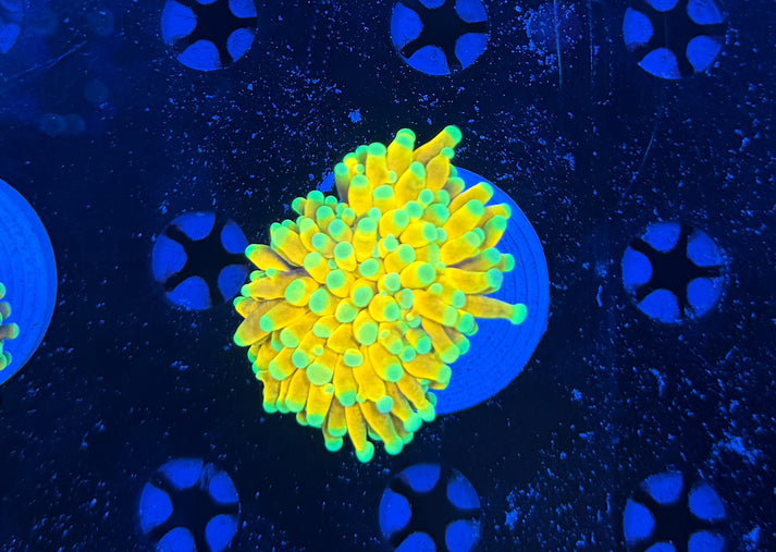 Asian banana – Ocean King Corals