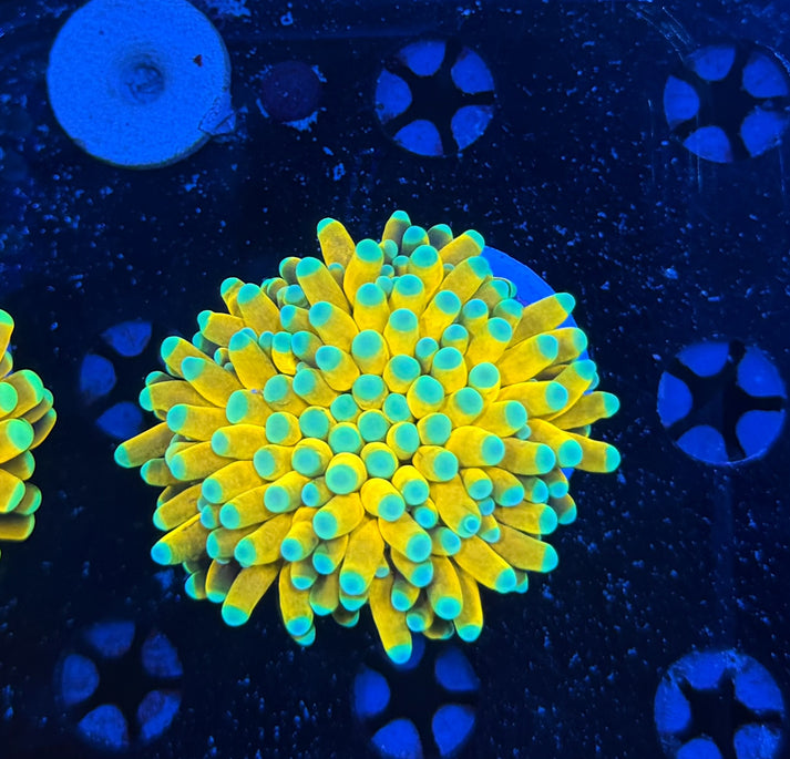 Asian banana – Ocean King Corals