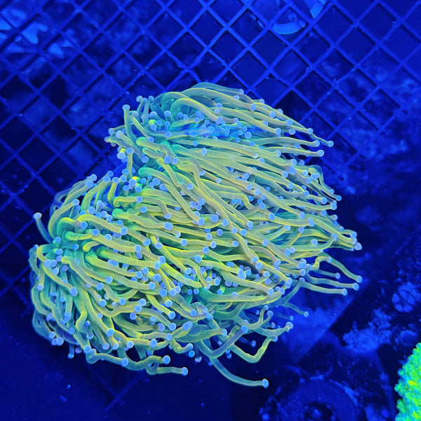 Malay HG 4-5 heads colony – Ocean King Corals